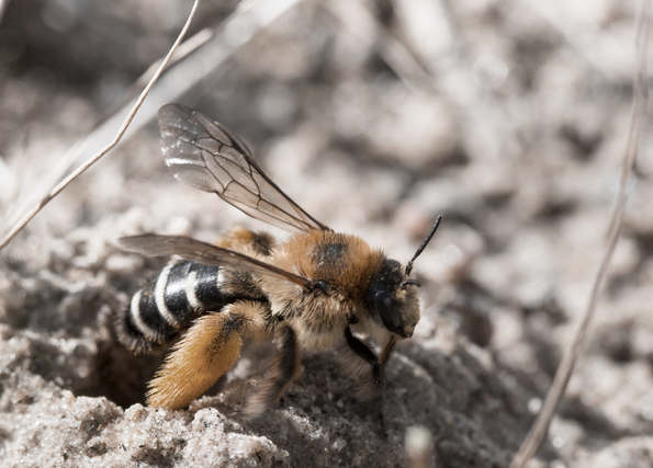 Ladda ner broschyren: Biodiversity enhancing measures on premises ...